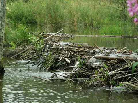 Beaver dam flow device | Stowa Bevers